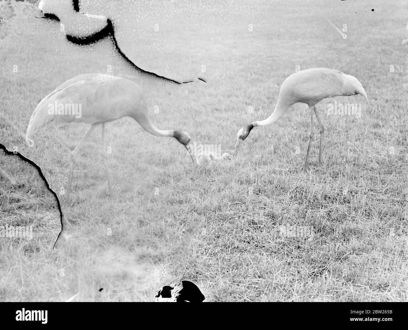 Saurus cranes hi-res stock photography and images - Alamy