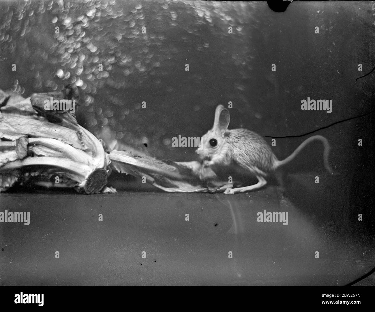 History of mouse hi-res stock photography and images - Alamy