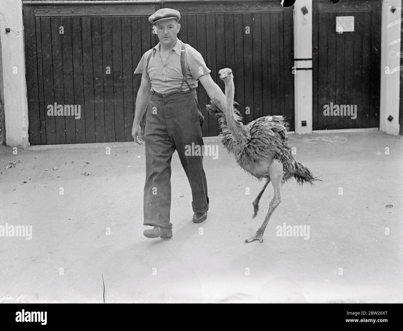 Ostrich feet hi-res stock photography and images - Alamy
