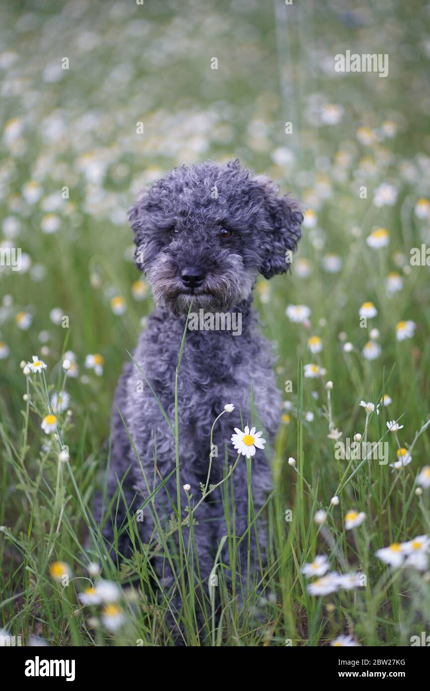 Portrait of a cute 1 year old grey colored silver poodle dog with teddy ...