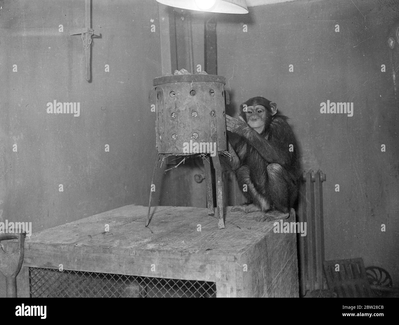 Chimpanzee black and white hi-res stock photography and images - Alamy