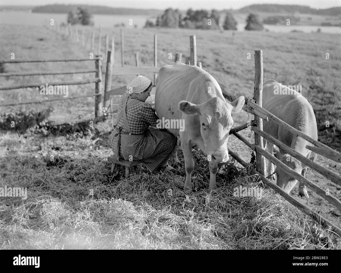 Farmers Finland - Finnish daily life . Hand milking the cow . Forest ...