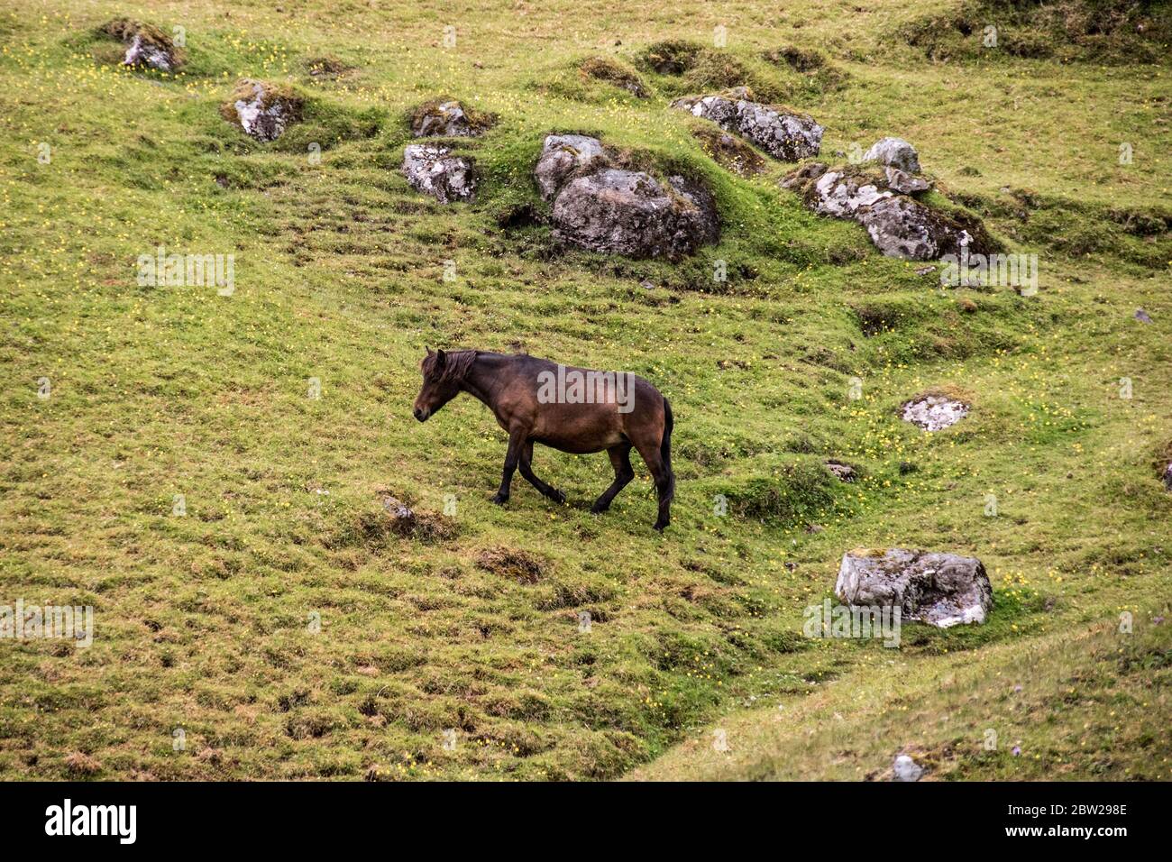 Faroese farming hi-res stock photography and images - Alamy
