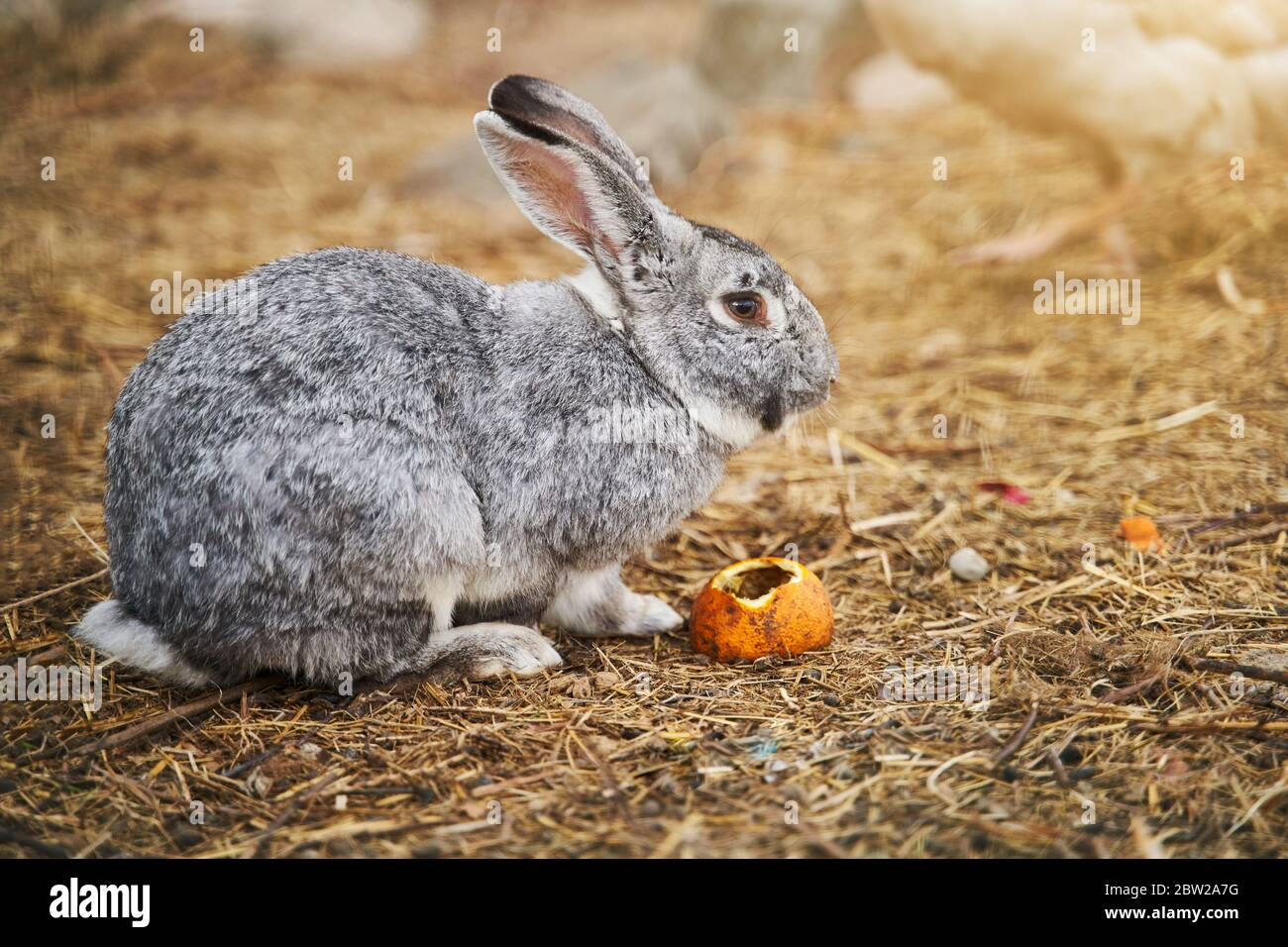 Large brown rabbit hi-res stock photography and images - Alamy