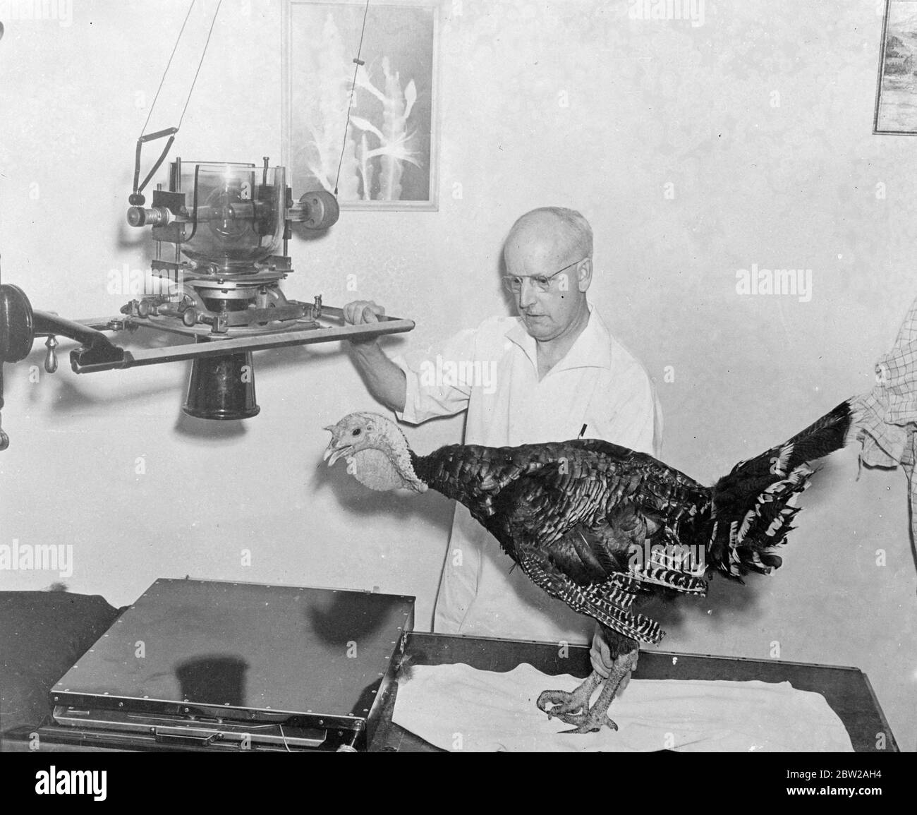 Dubious honour hi-res stock photography and images - Alamy