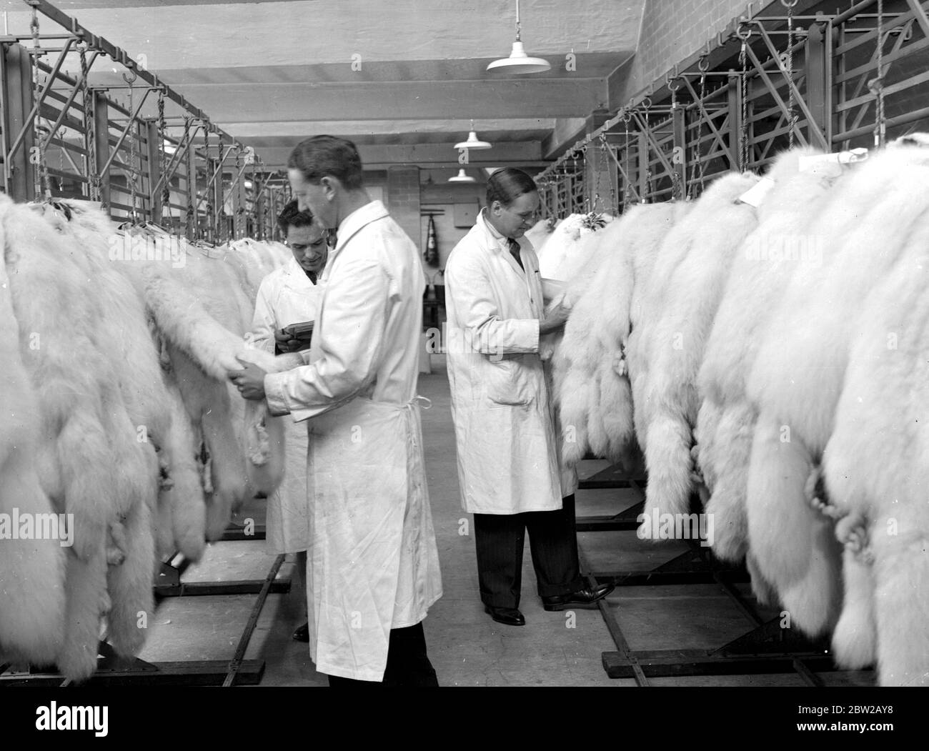 The Hudson Bay Company 's Fur Sales in London . Rails of furs . 30 ...