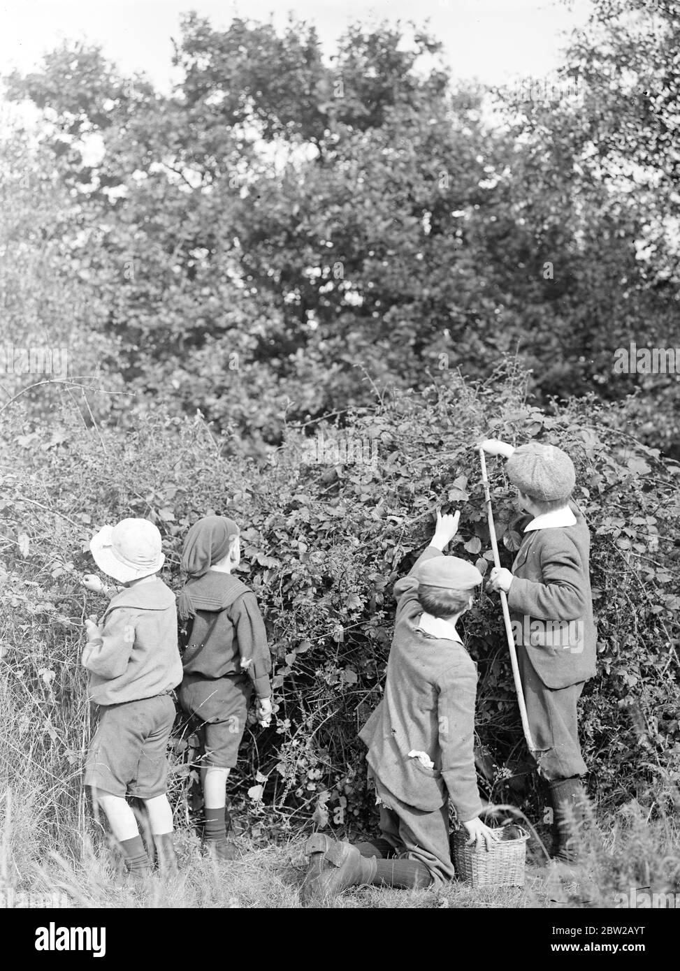 Children picking blackberries in the brambles Stock Photo - Alamy