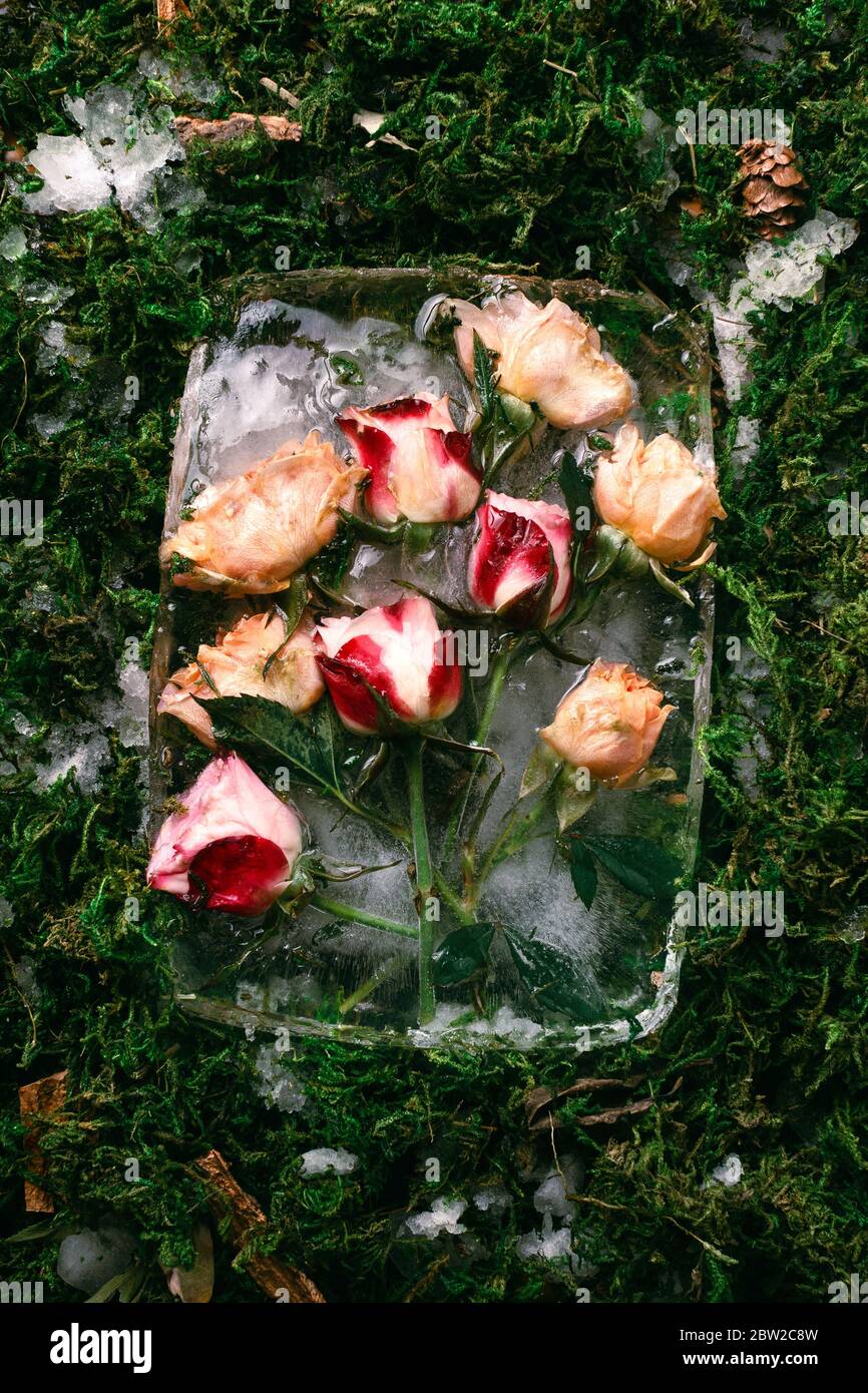Ice and roses hi-res stock photography and images - Alamy