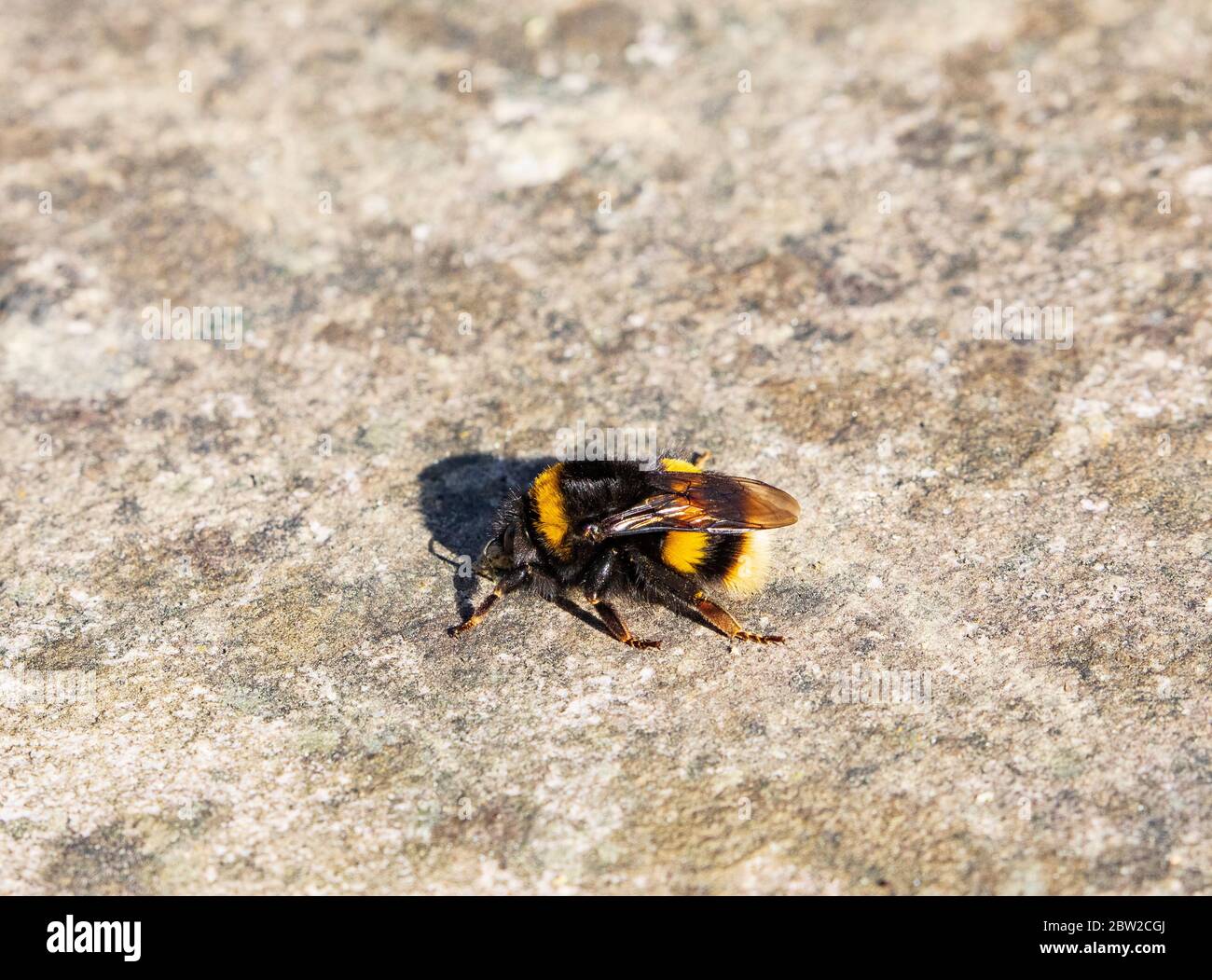 Bombus pollination hi-res stock photography and images - Alamy