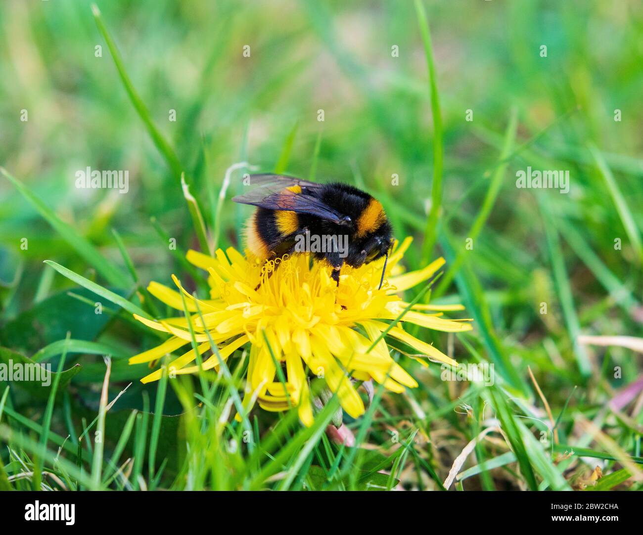 Bombus pollination hi-res stock photography and images - Alamy