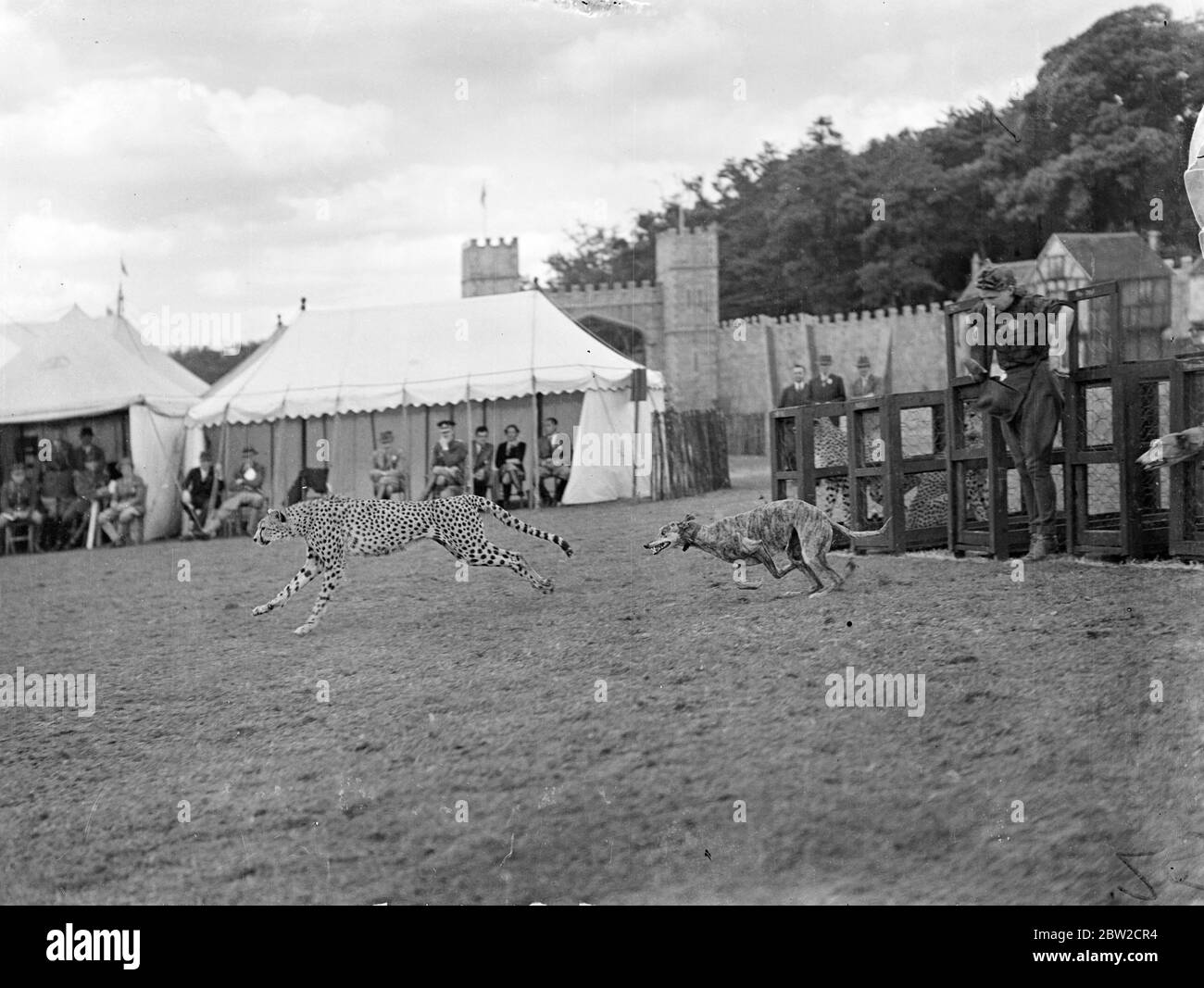 A thrilling performance by nine racing cheetahs, which attended a speed ...