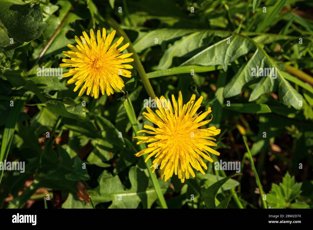 Taraxacum flower hi-res stock photography and images - Alamy