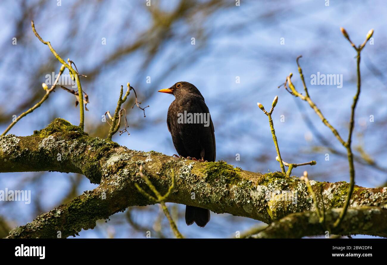 Side profile of bird hi-res stock photography and images - Alamy