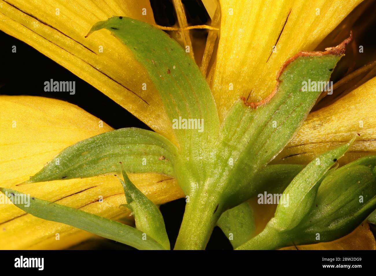 Perforate St. John's-Wort (Hypericum perforatum). Calyx Closeup Stock ...