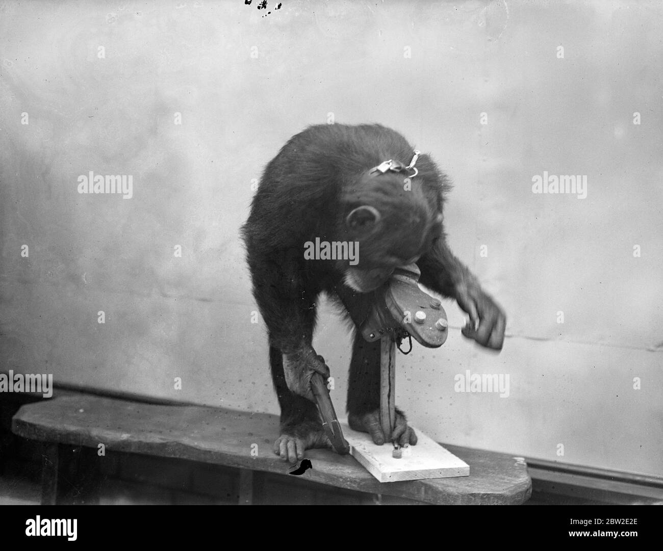 The football season has been officially inaugurated at the London zoo ...