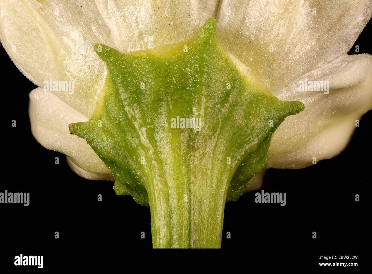 Fruit of water lily hi-res stock photography and images - Alamy