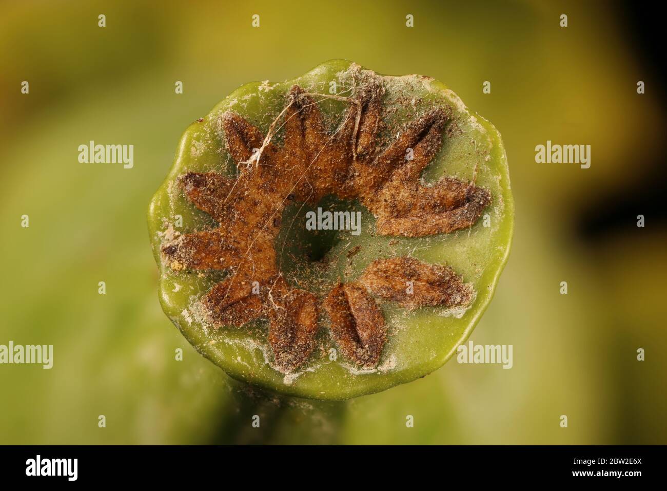 Fruit of water lily hi-res stock photography and images - Alamy