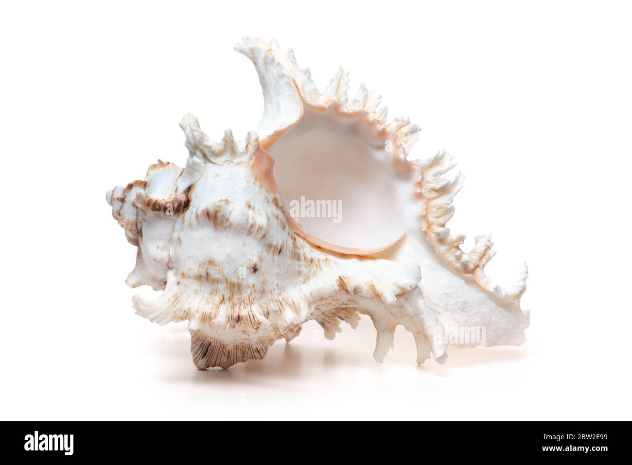 Giant natural cream colored empty shell white background Stock Photo ...