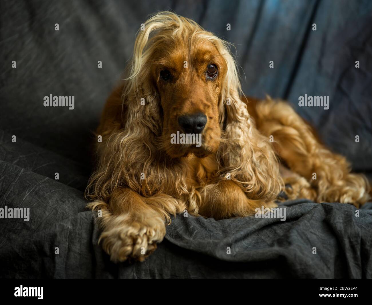 Cocker spaniel over a grey background Stock Photo - Alamy