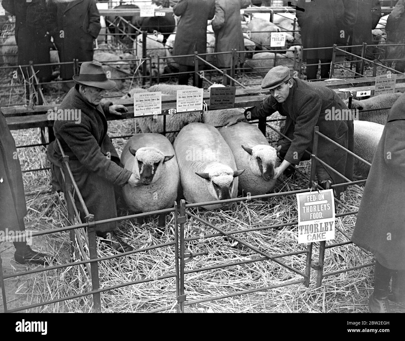 Prize sheep hi-res stock photography and images - Alamy
