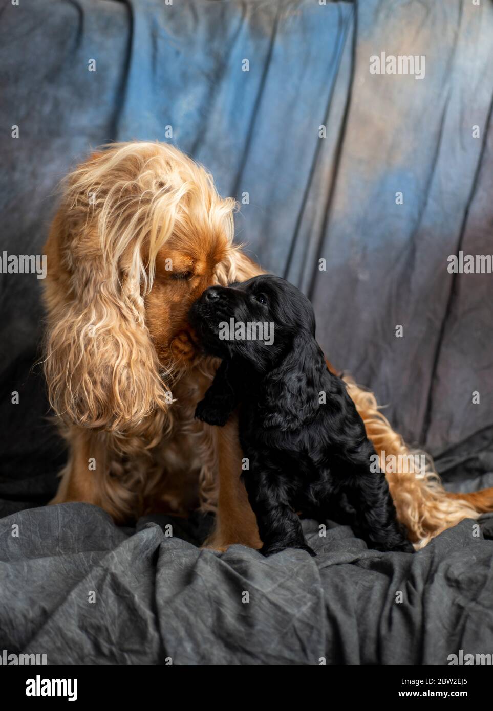 Cocker spaniel over a grey background Stock Photo - Alamy