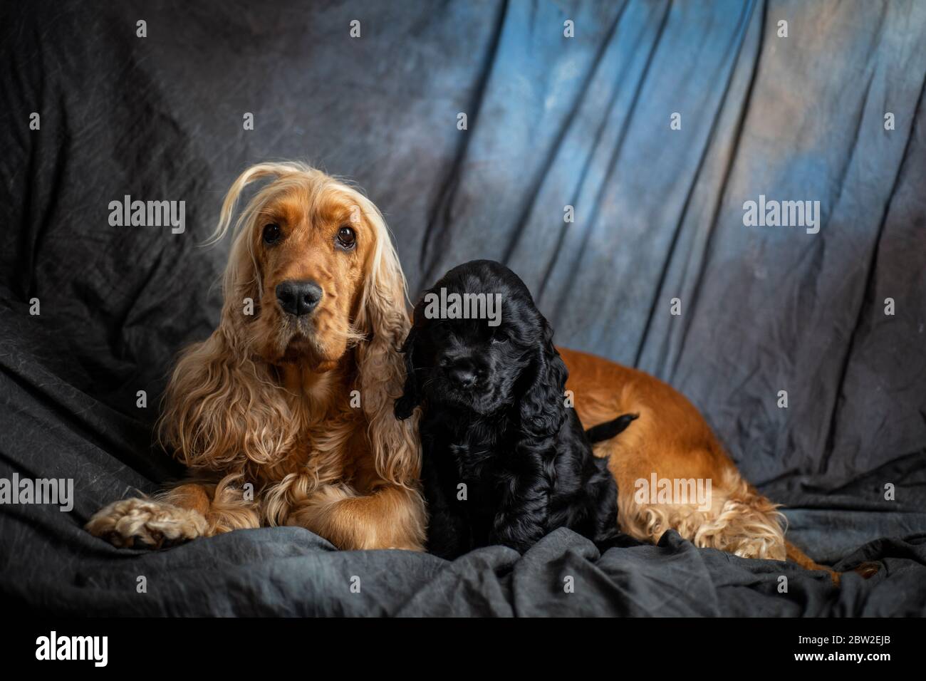 Cocker spaniel over a grey background Stock Photo - Alamy