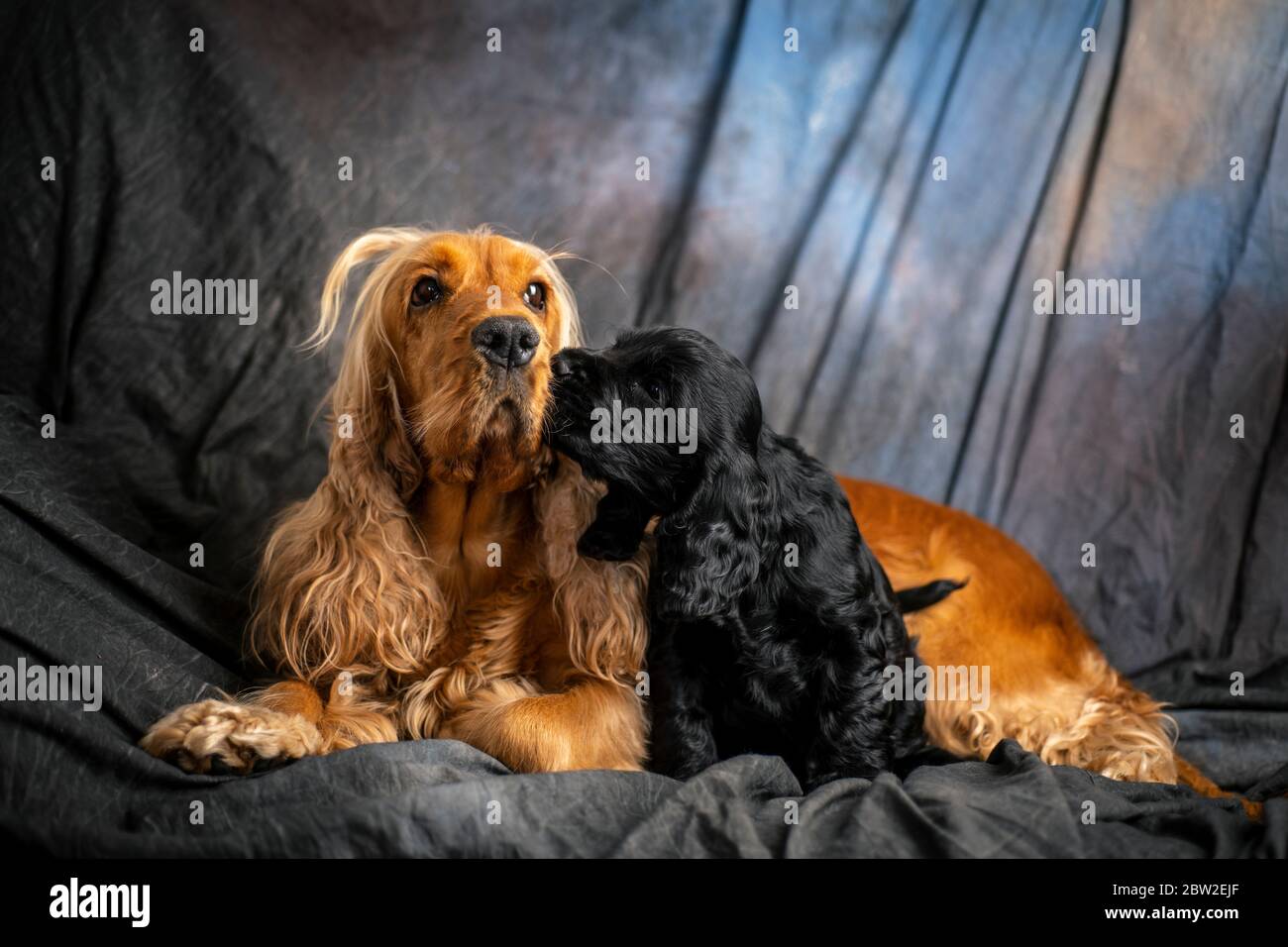 Cocker spaniel over a grey background Stock Photo - Alamy