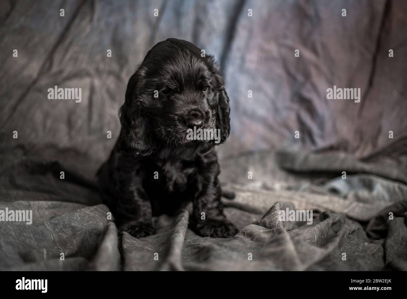 Cocker spaniel over a grey background Stock Photo - Alamy