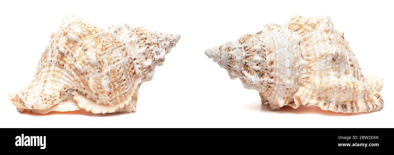 Giant natural cream colored empty shell two sides white background ...