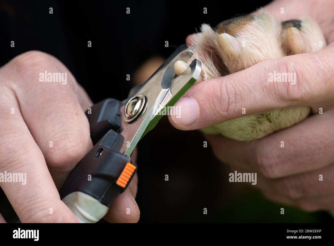 Big dog claw cutting with scissors closeup two hands Stock Photo - Alamy