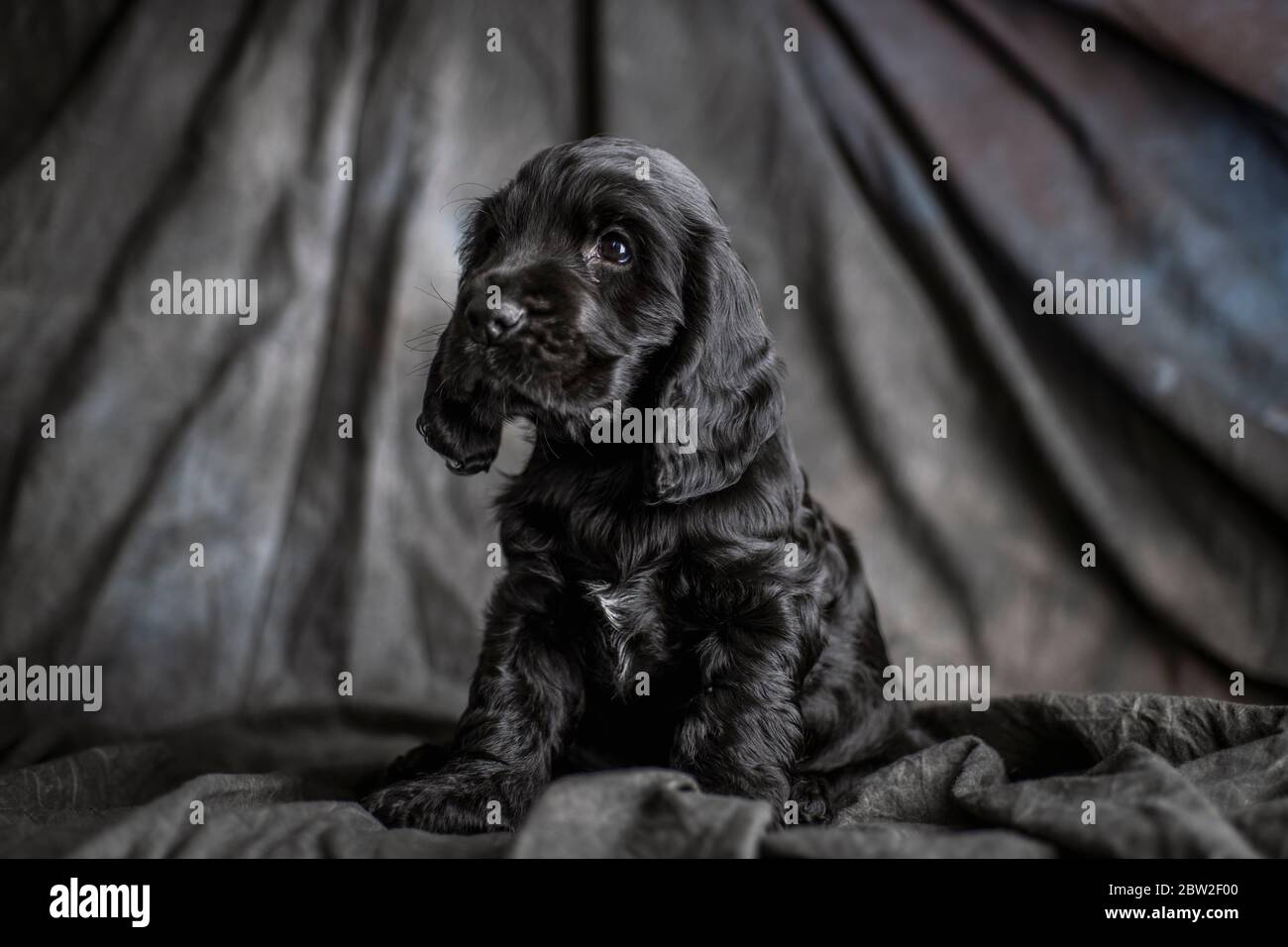 Cocker spaniel over a grey background Stock Photo - Alamy
