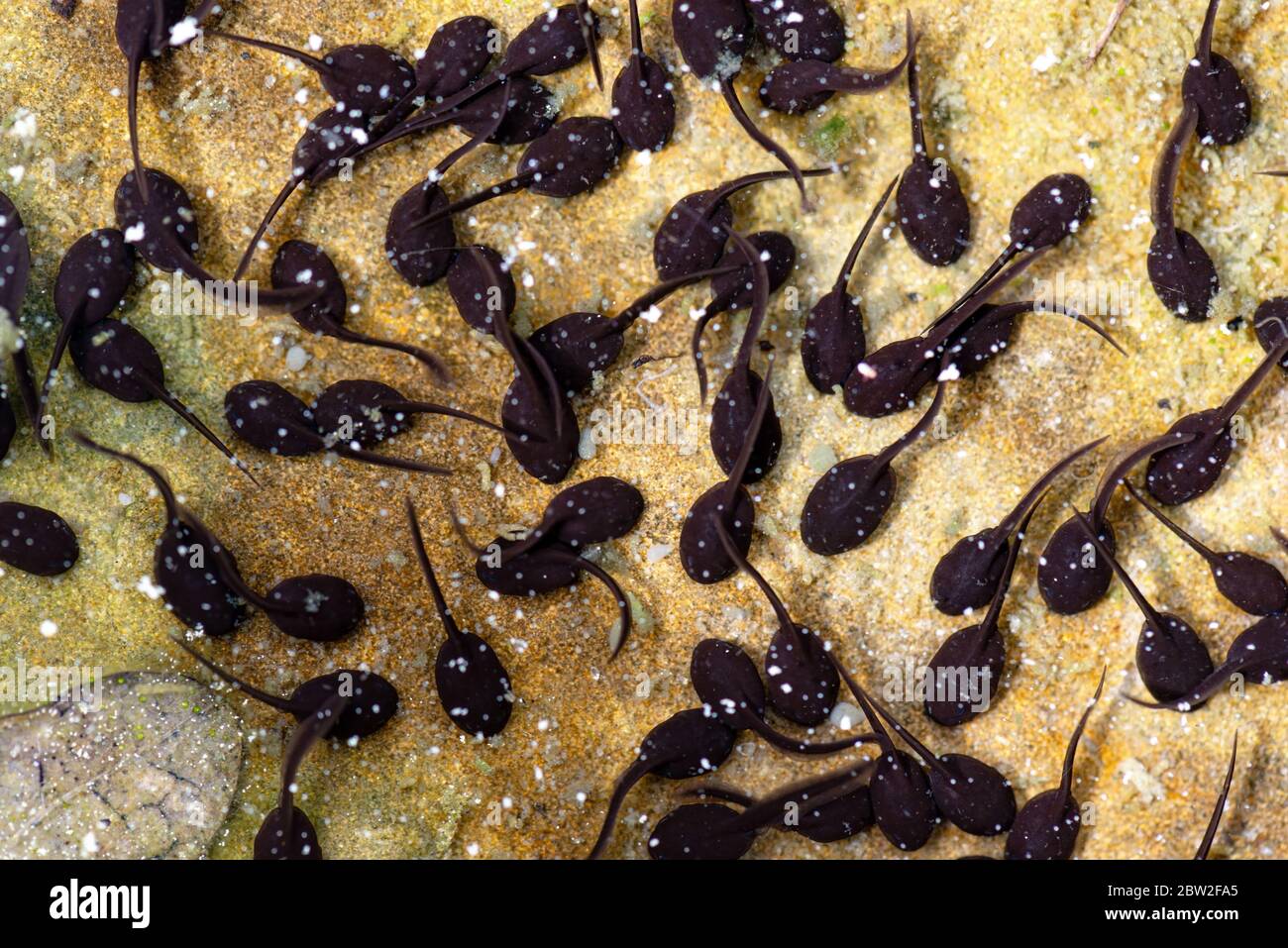 Tadpoles In Water