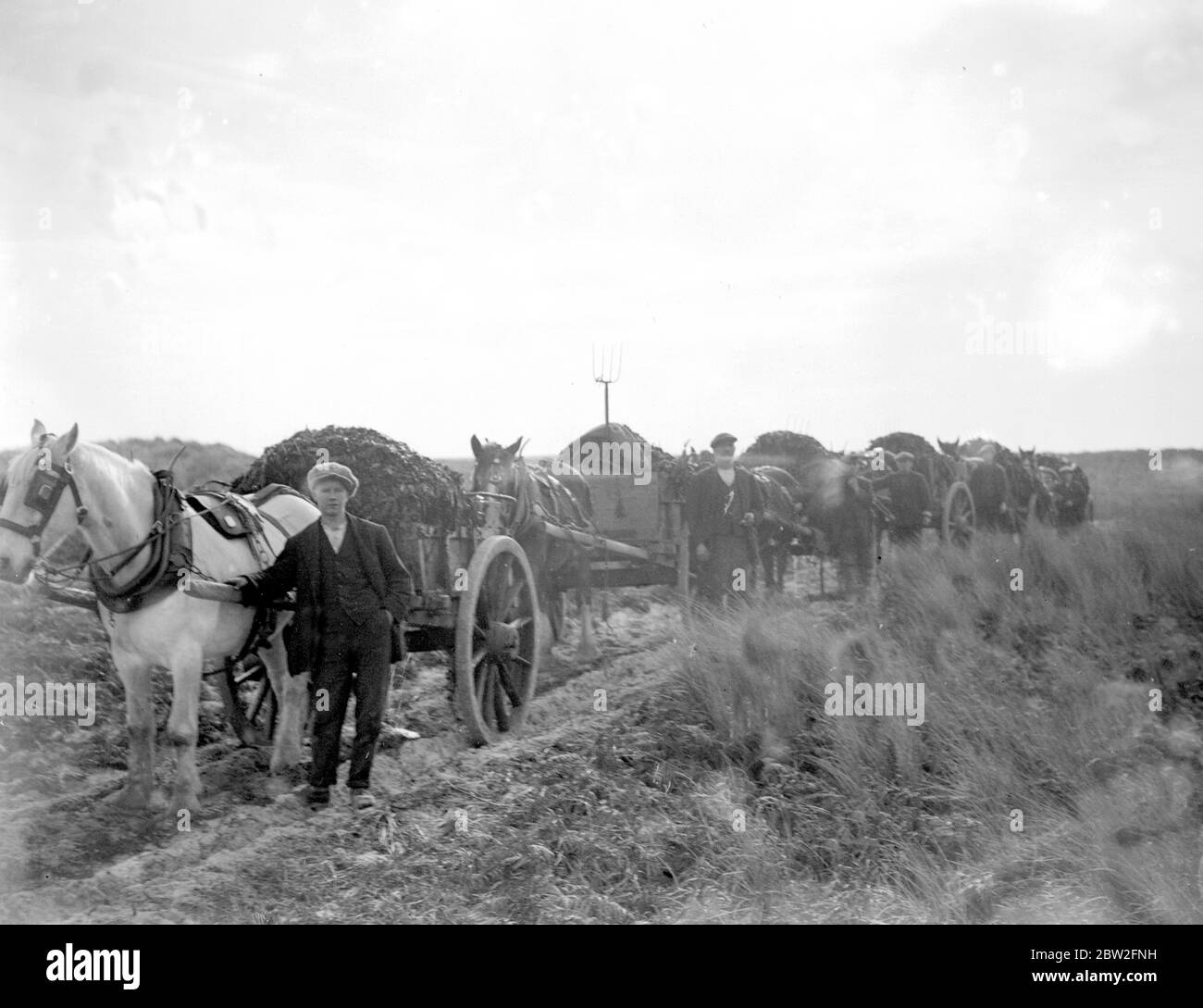 Tresco - Loads of seaweed laving the shore for the farms , where the ...