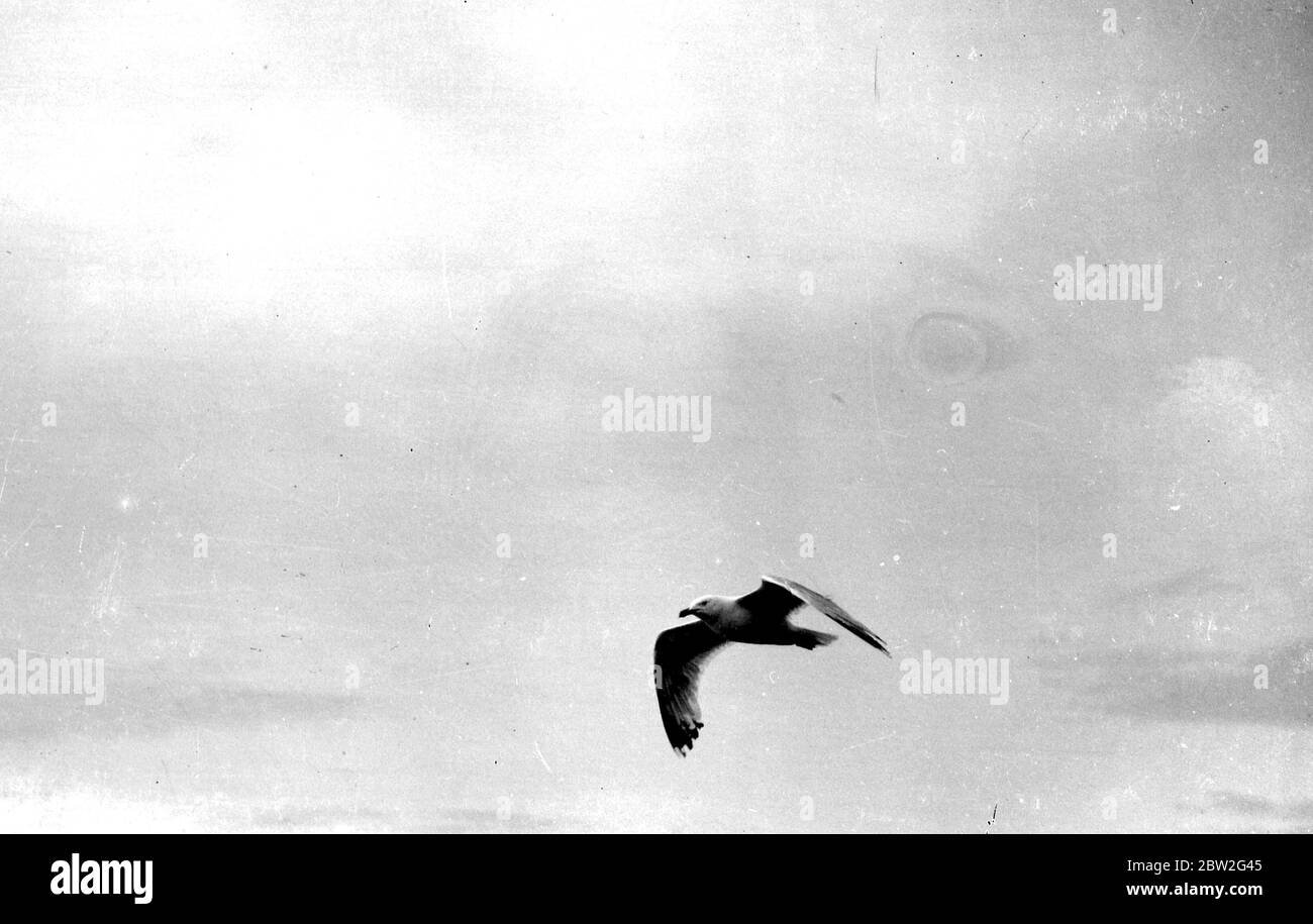 Seagull in flight. 1934 Stock Photo - Alamy