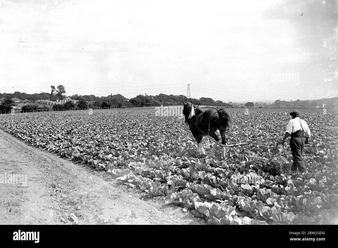 Cabbage farmer Black and White Stock Photos & Images - Alamy