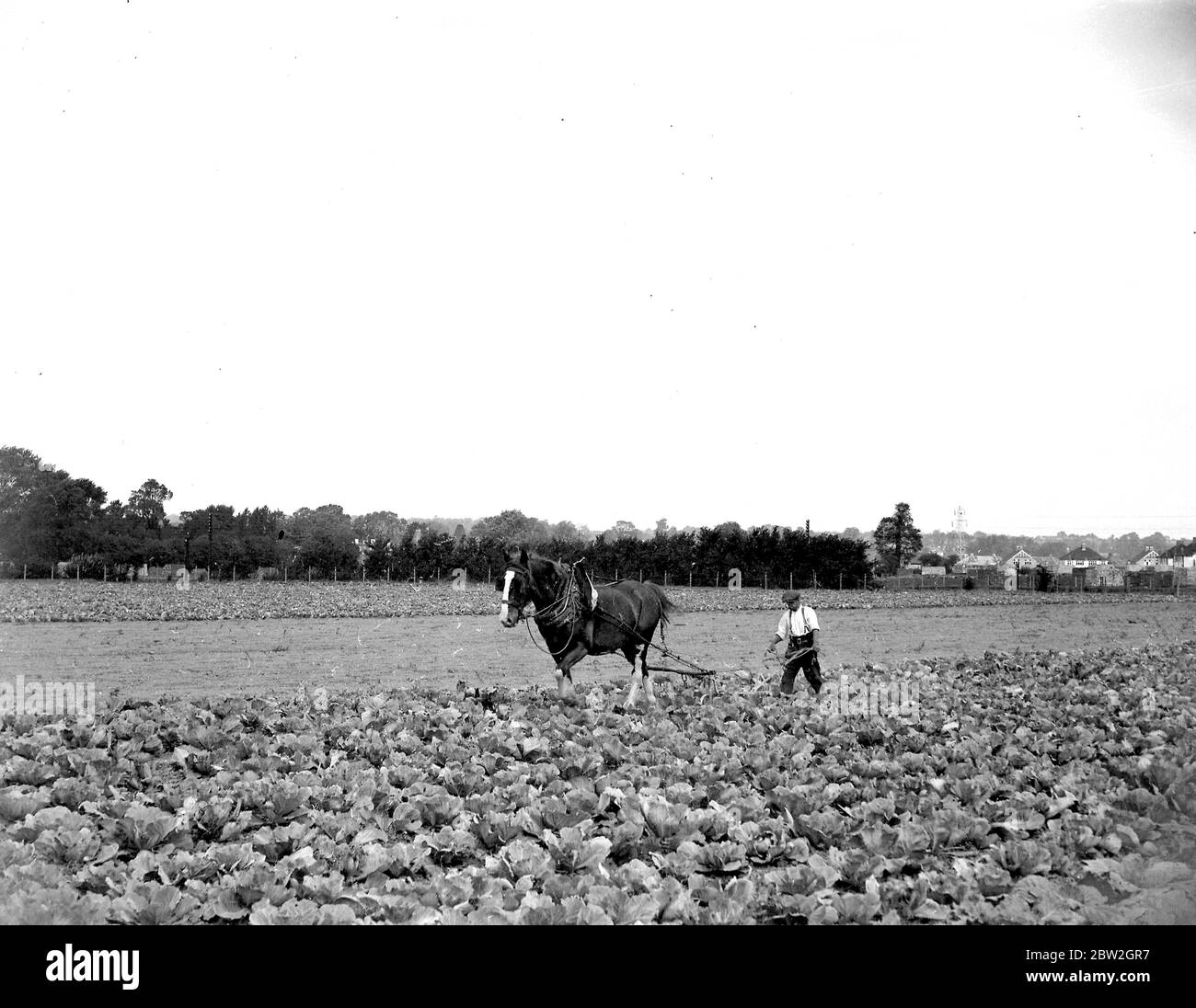 Cabbage farmer Black and White Stock Photos & Images - Alamy