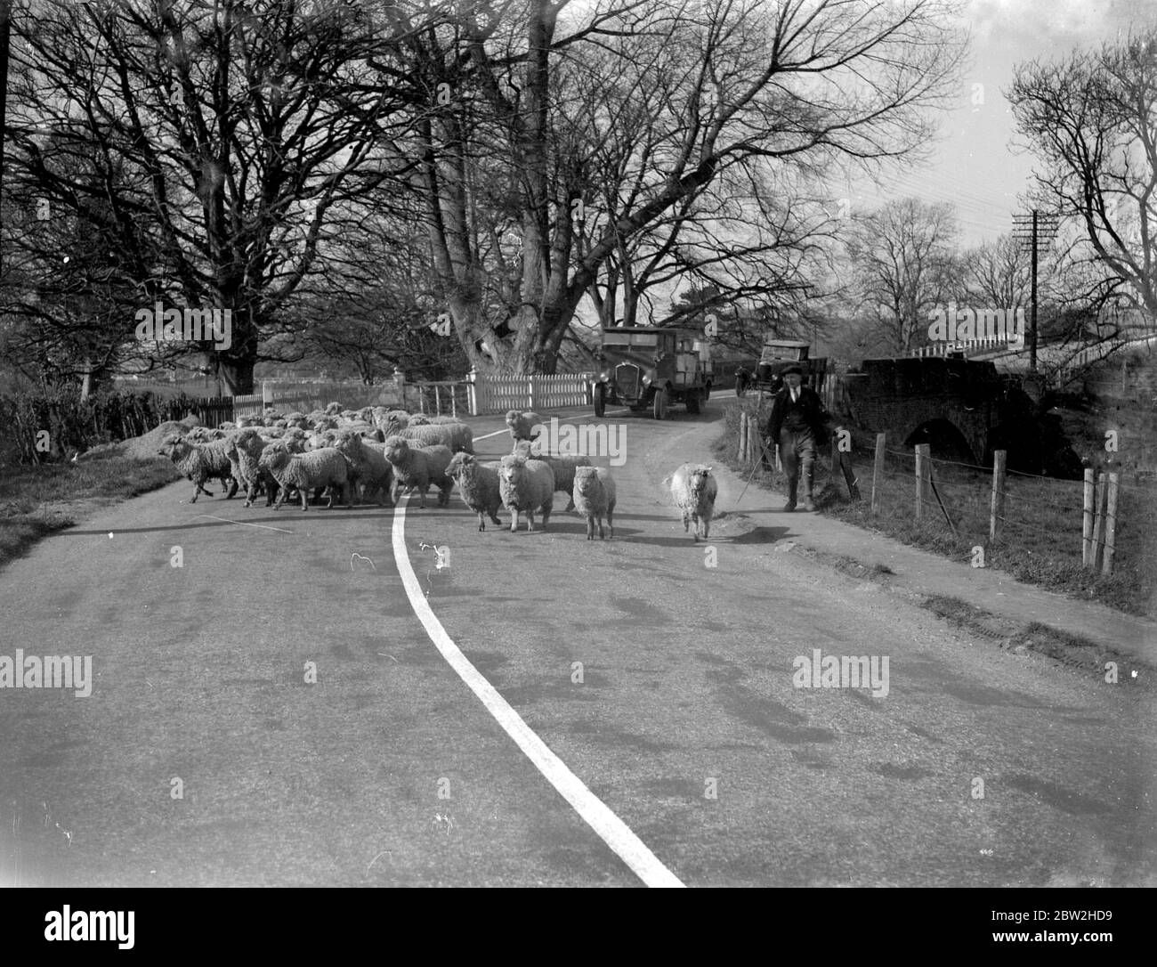 Black sheep in white sheep flock hi-res stock photography and images ...