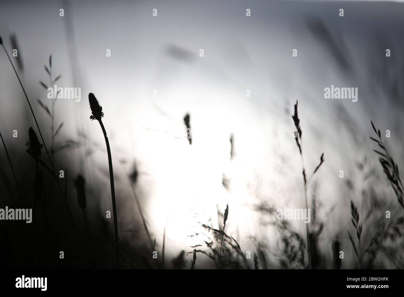 Grass in the morning sun on a pathway in east Belfast, Northern Ireland ...