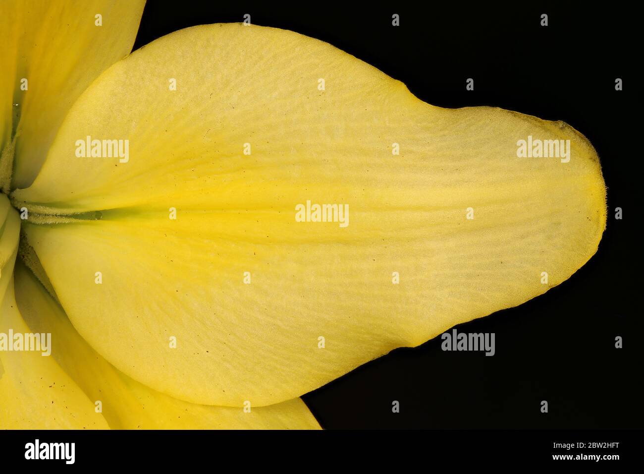 Dutch Lily (Lilium x hollandicum). Petal and Nectary Closeup Stock ...