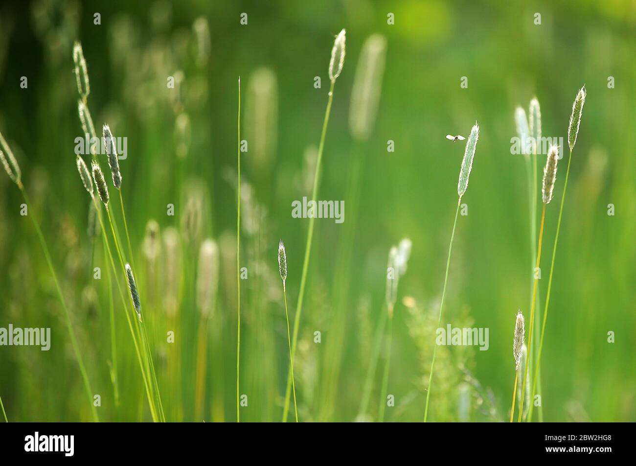 Insects of ireland hi-res stock photography and images - Alamy