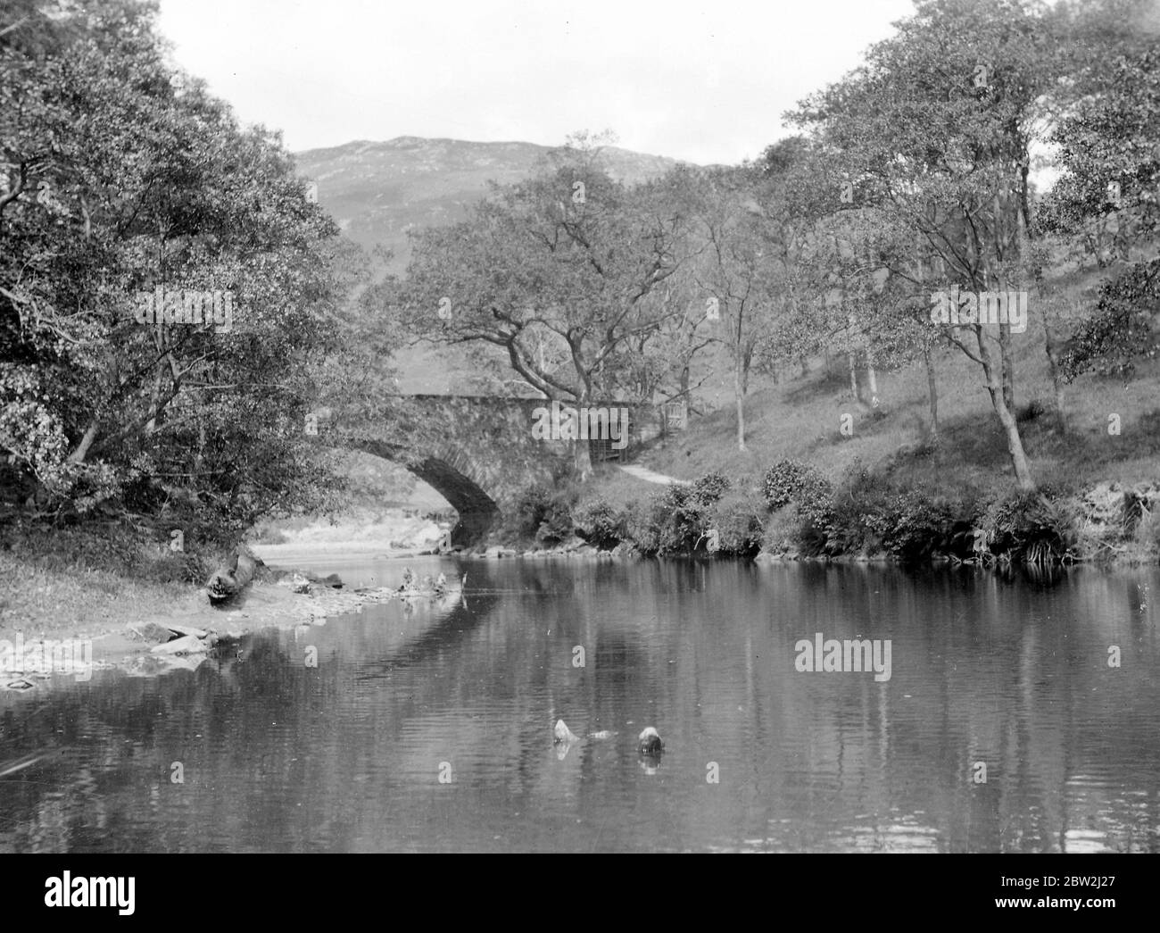 Black white view trees hi-res stock photography and images - Alamy
