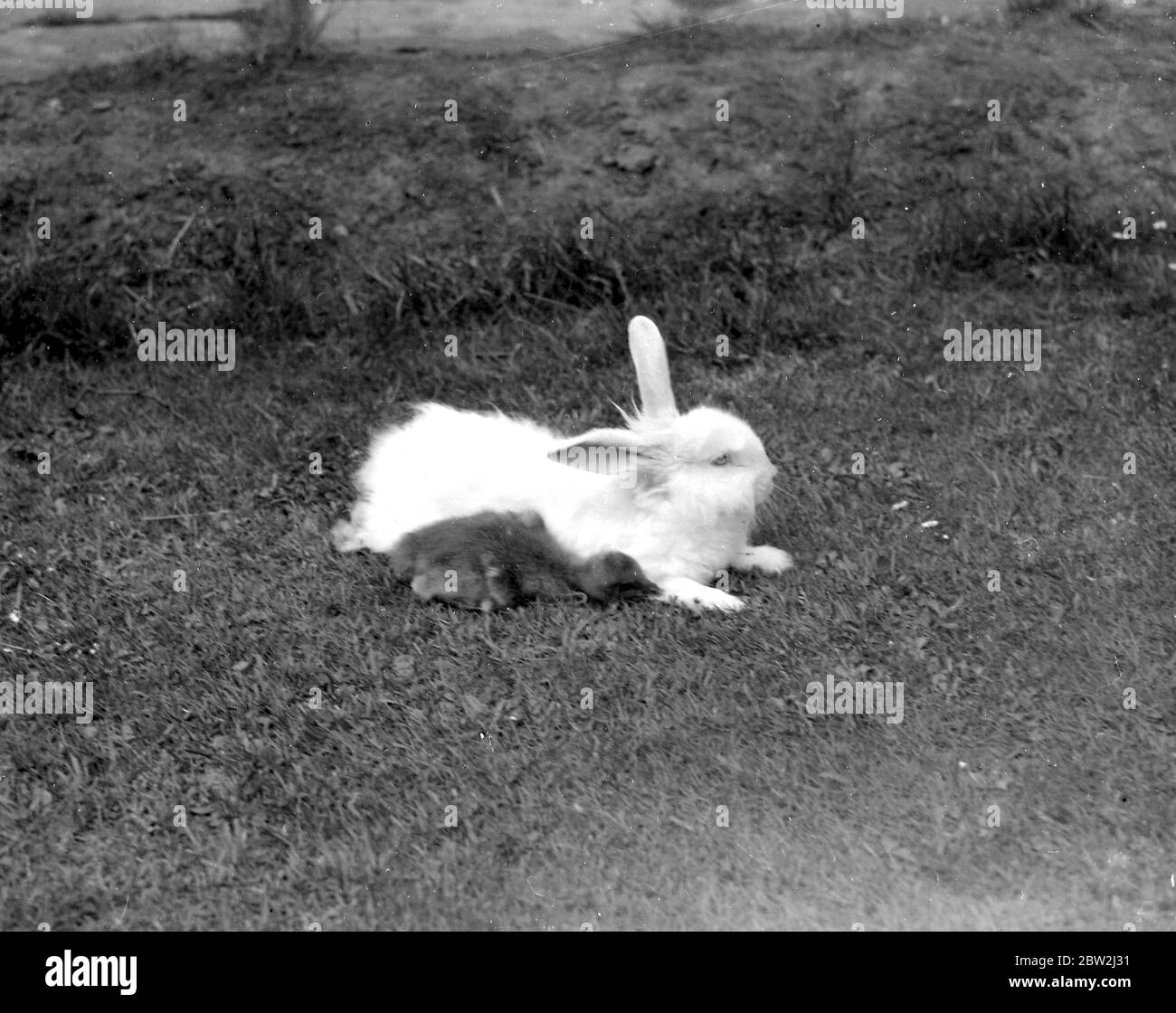 Duck and Rabbit. 1934 Stock Photo - Alamy