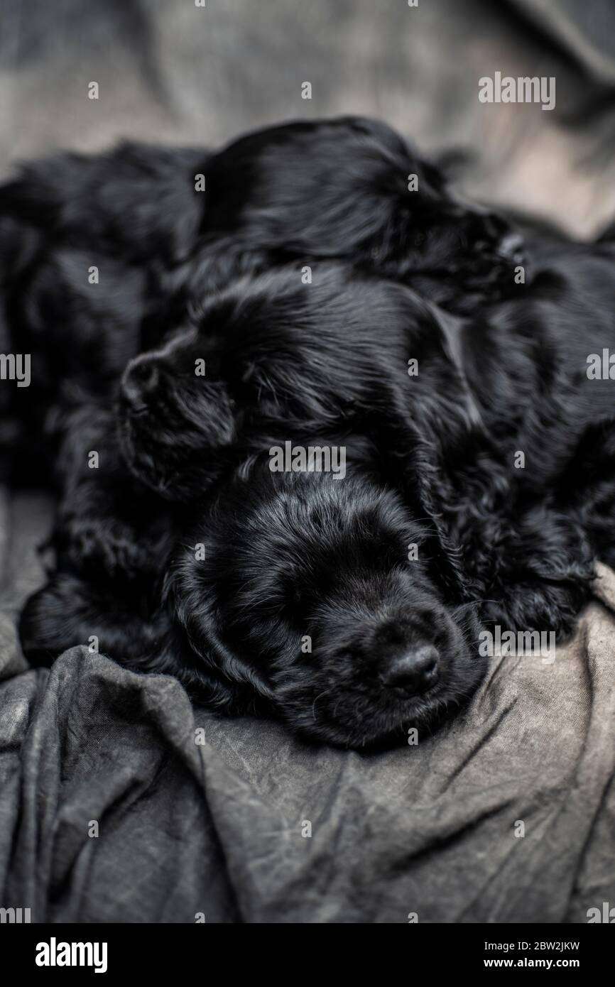 Cocker spaniel over a grey background Stock Photo - Alamy
