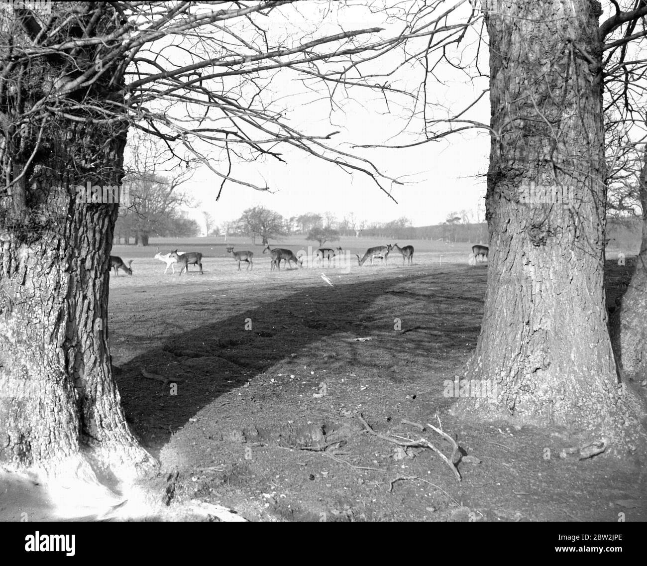 Deer in Lullingstone Park, Kent. 1933 Stock Photo - Alamy