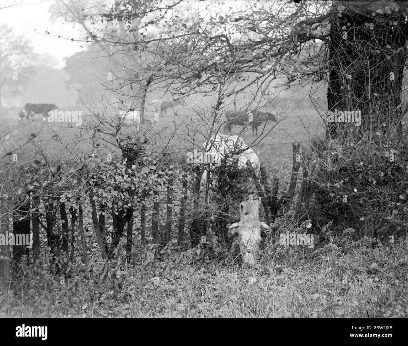 Cow through Black and White Stock Photos & Images - Alamy