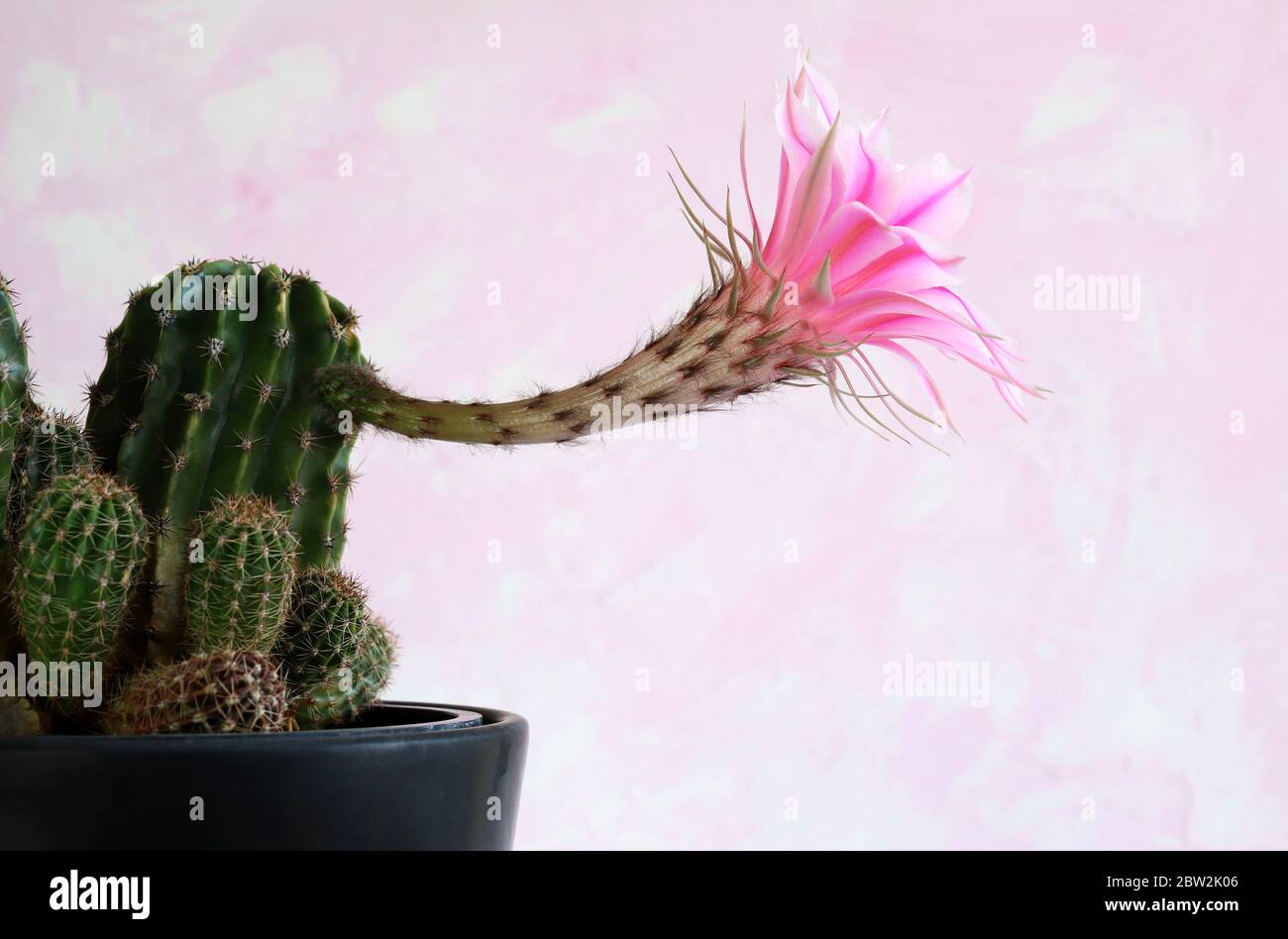 Beautiful Easter Lily Cactus with flower isolated on white background ...