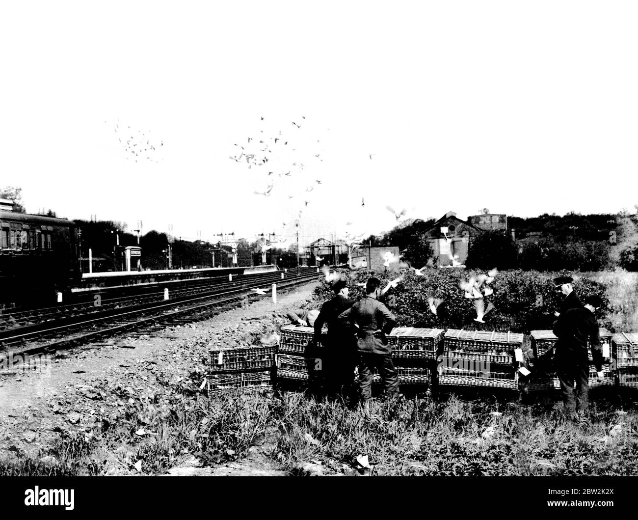 Pigeon racing england historic hi-res stock photography and images - Alamy