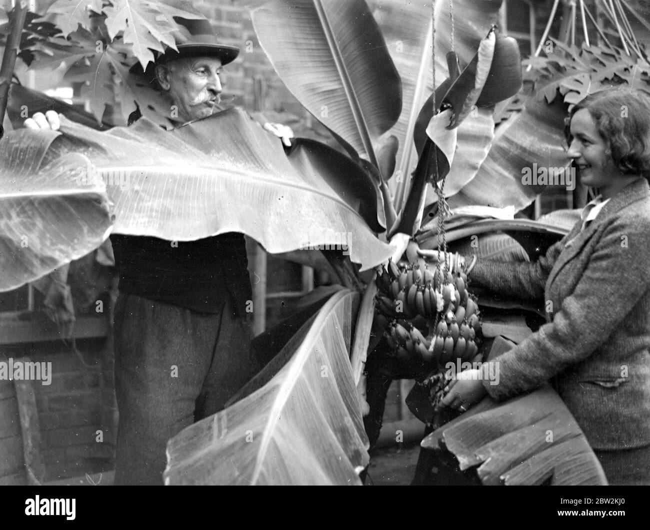 Bananas at Crockenhill Wood, Kent. 1934 Stock Photo - Alamy