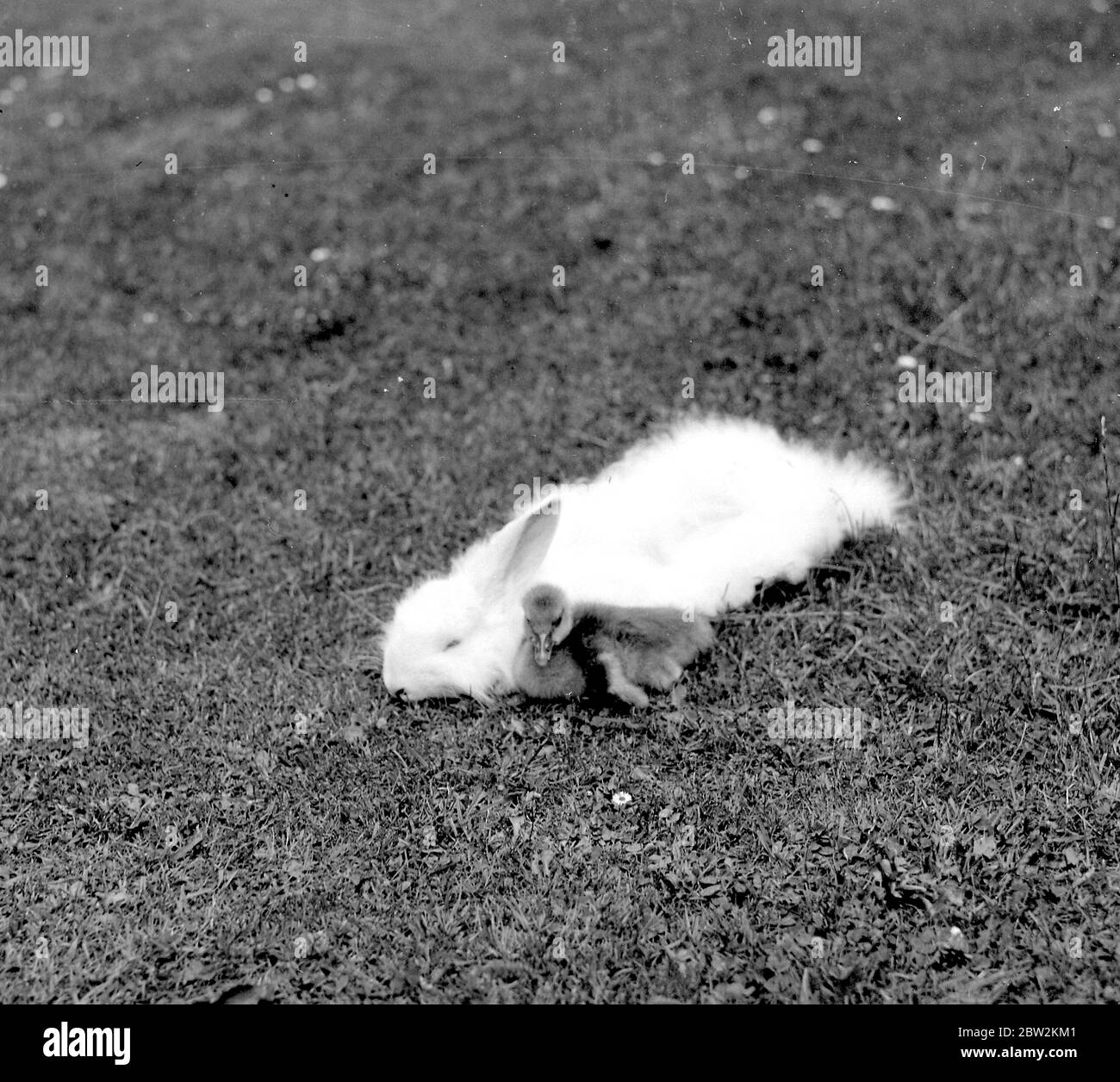 Rabbit duck hi-res stock photography and images - Alamy