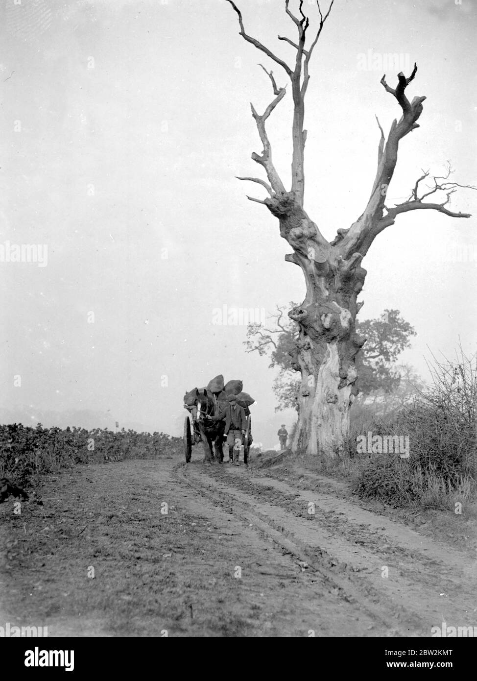 Farm scene. Horse and cart going past an old tree. 1934 Stock Photo - Alamy